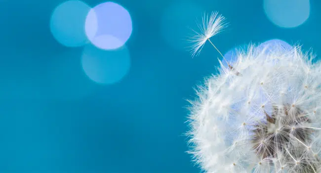 All you need to know about White Runtz Weed - KULFIY.COM